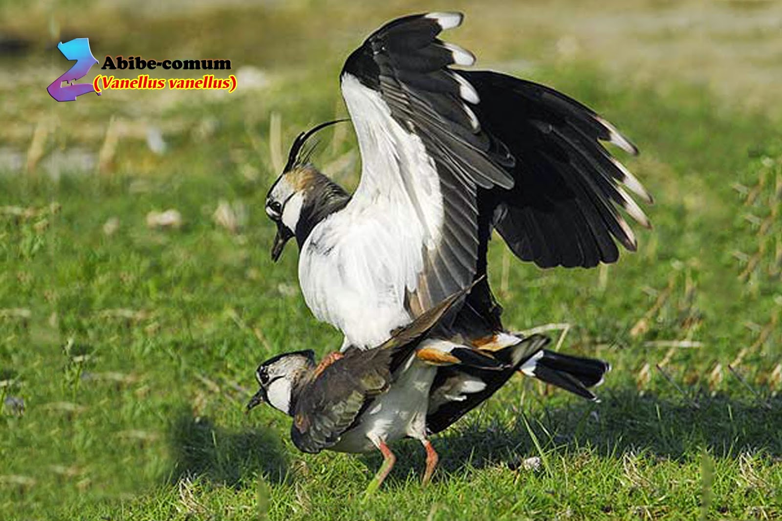 ORNITOLOGIA: Abibe-comum (Vanellus vanellus)
